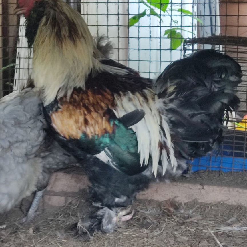 Петух породы Фавероль