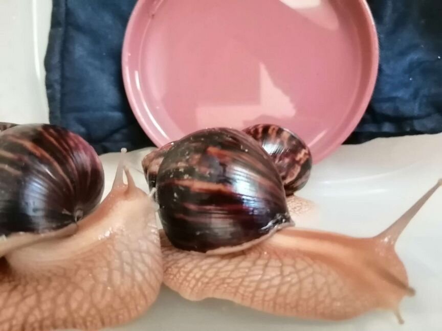 Улитки ахатины иммакулята