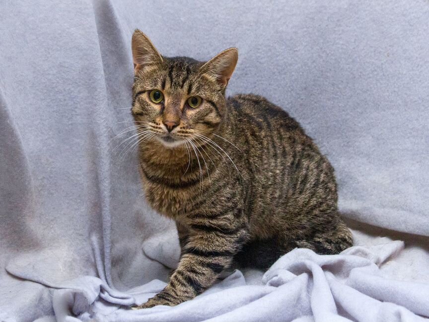 Очень ласковый котик по имени Тимошка в дар