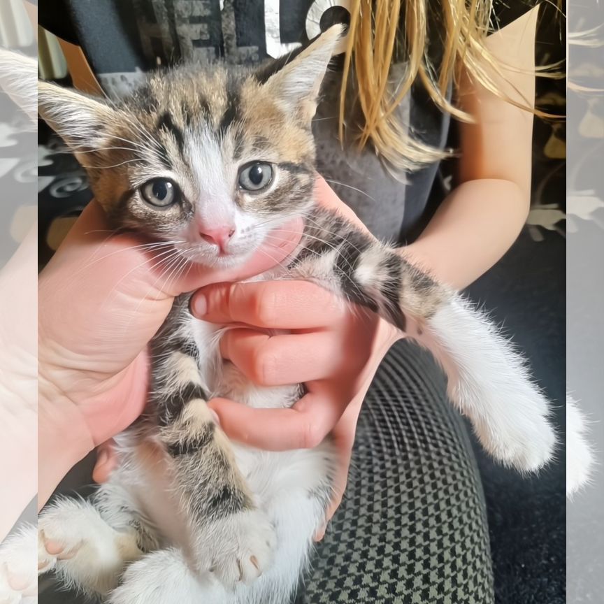 Котёнок в добрые руки