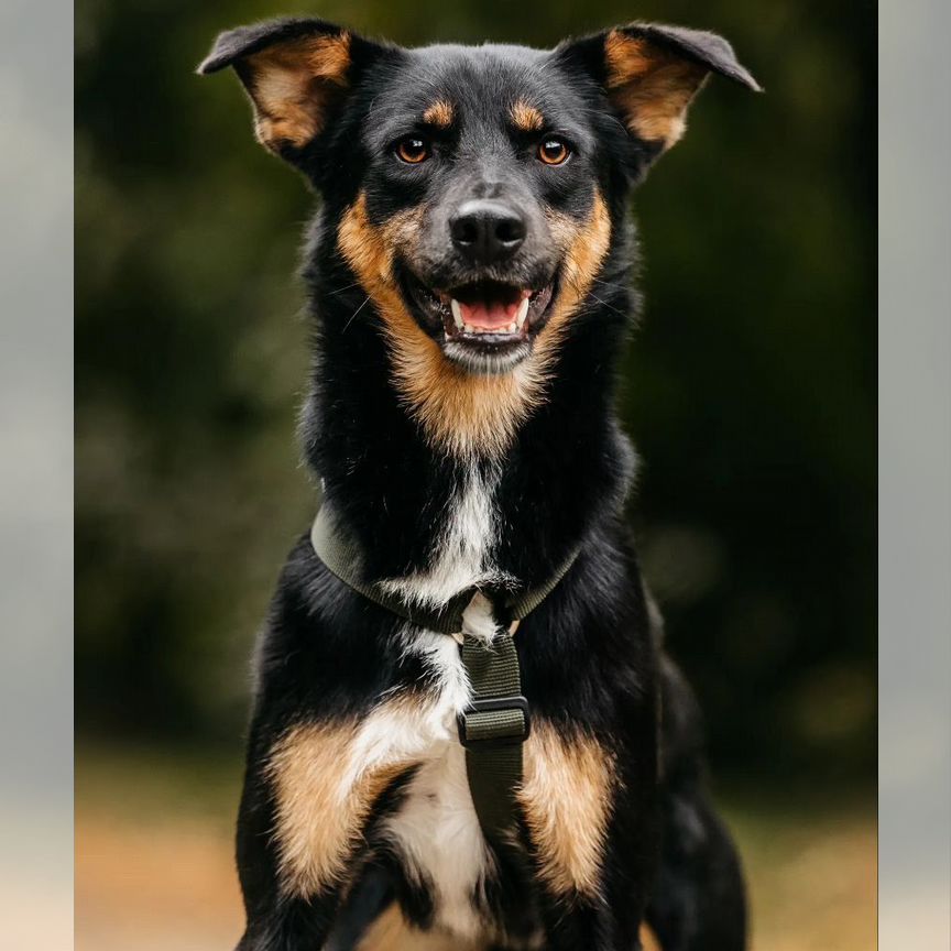 Взрослый пёс в добрые руки