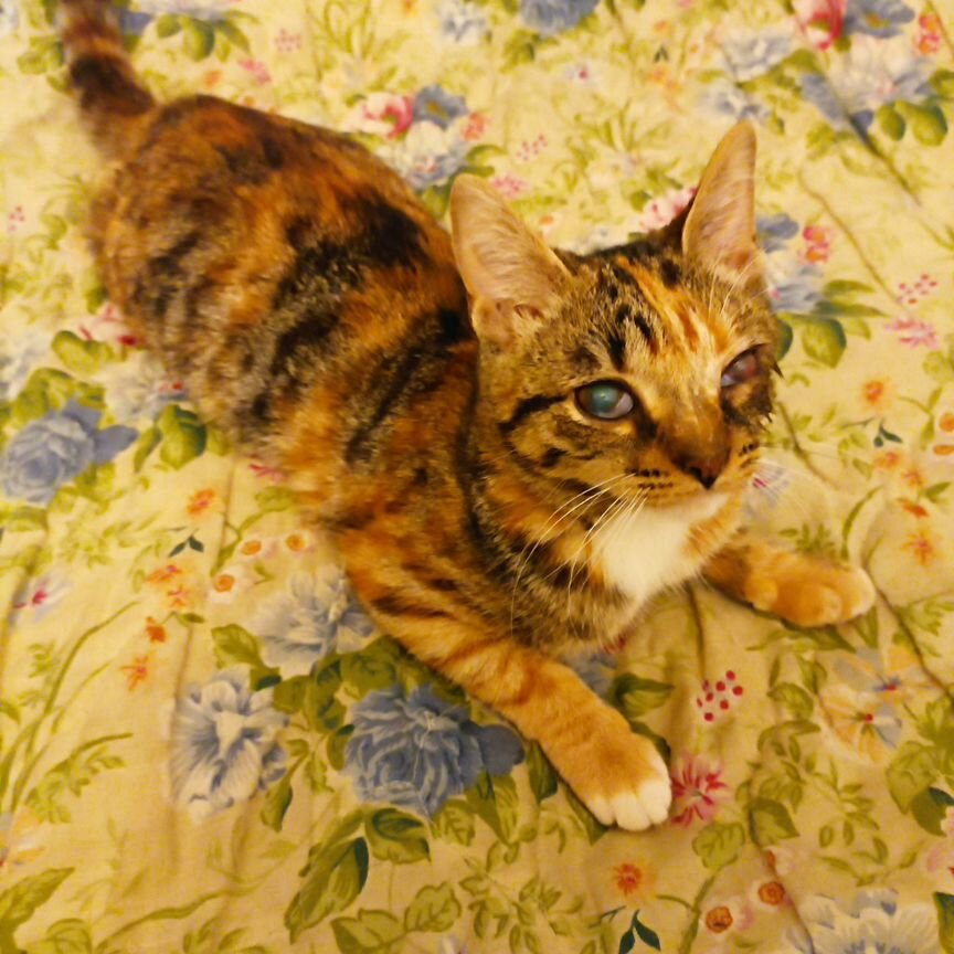 Котёнок девочка
