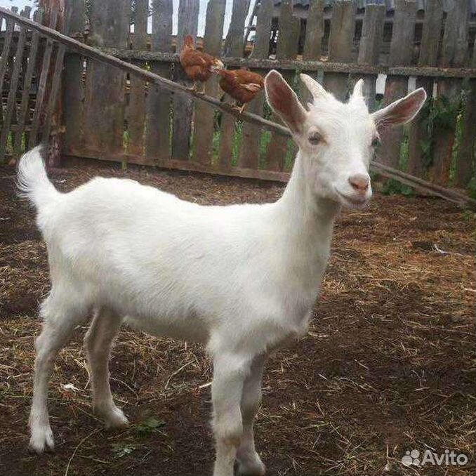 Молодые козочки