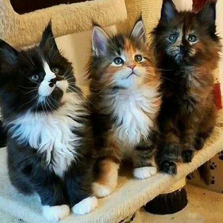 Норвежские лесные котята