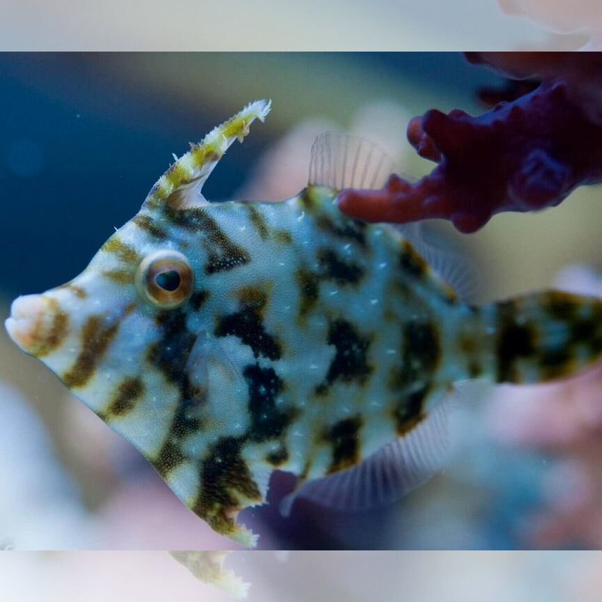 Рыба Единорог-акреихт щетинохвостый