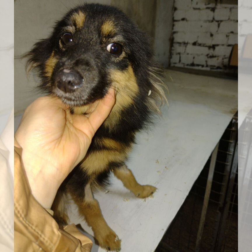 Взрослая собака в добрые руки