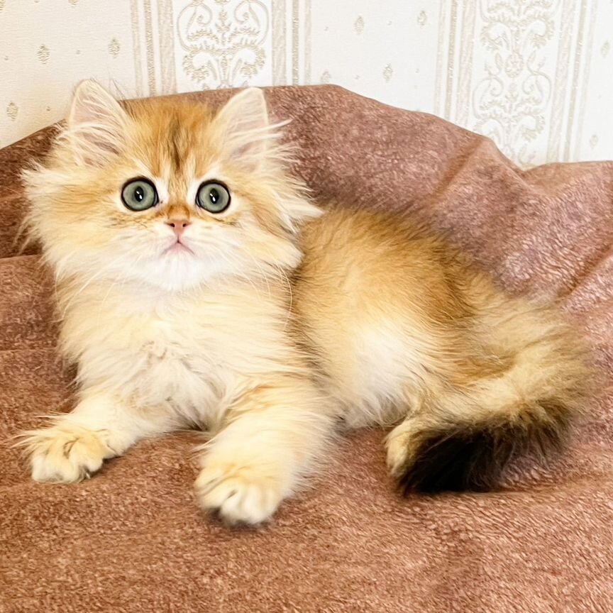 Зеленоглазый малыш в окрасе ny12