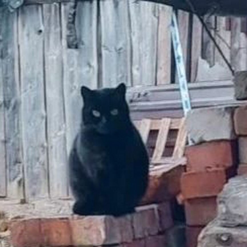 Взрослый кот в добрые руки