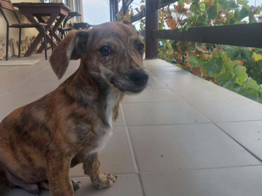 Щенки Бесплатно