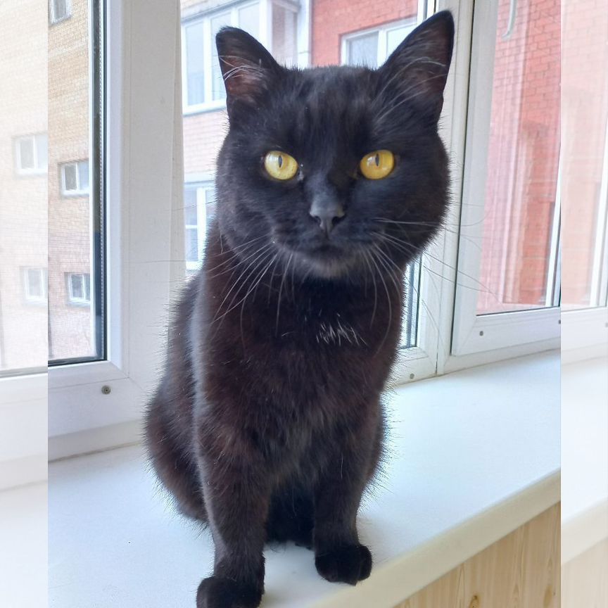Отдам кота в добрые руки