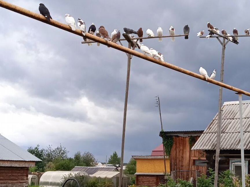 Продажа голубей