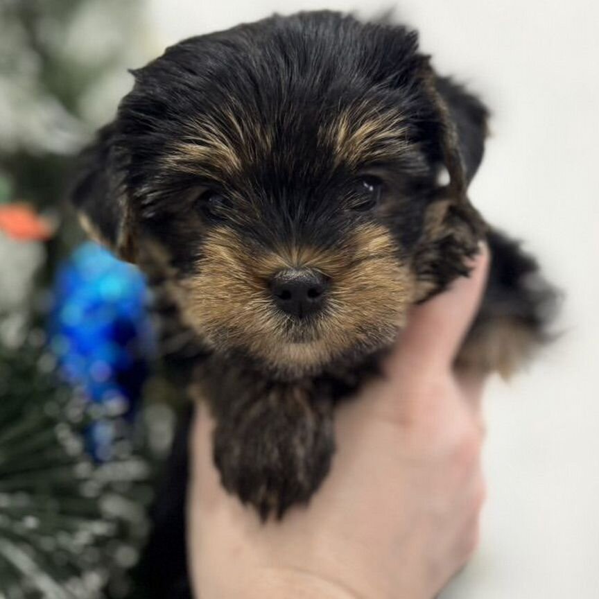 Йоркширский терьер, щенок