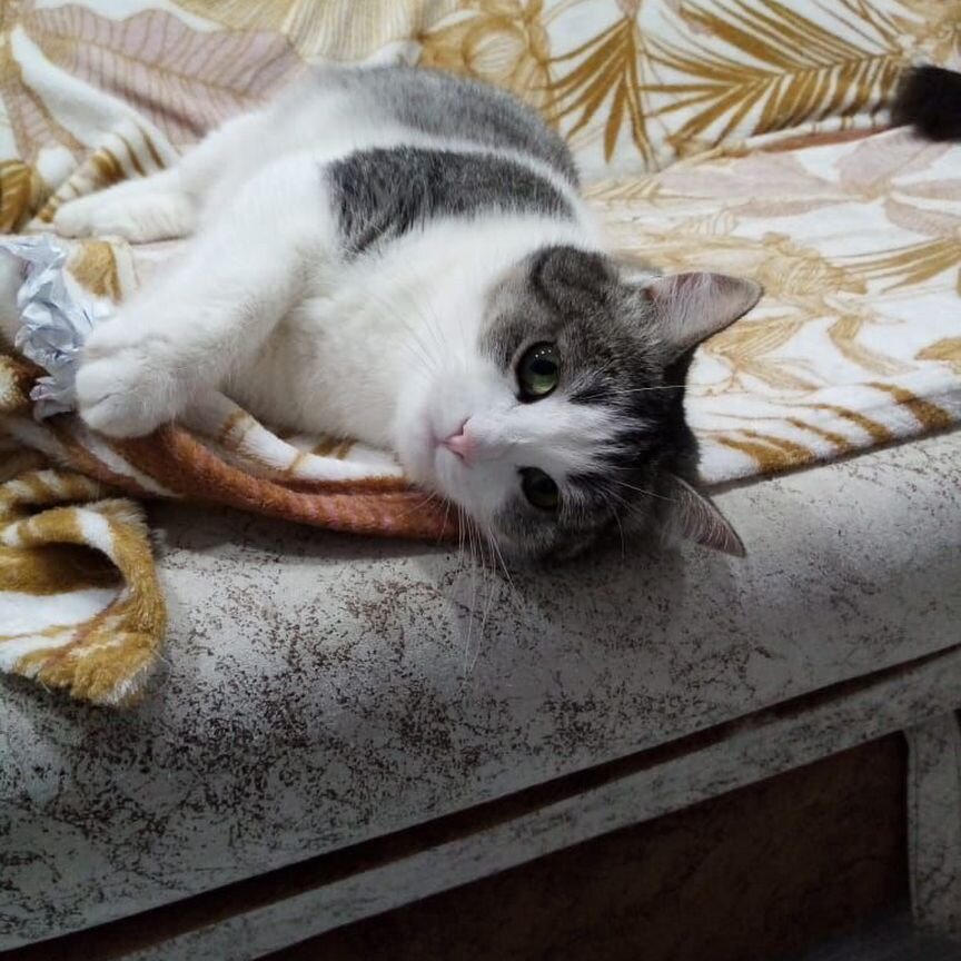 Кошка в добрые руки