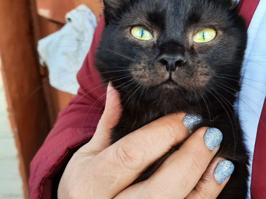 Черный котенок бесплатно