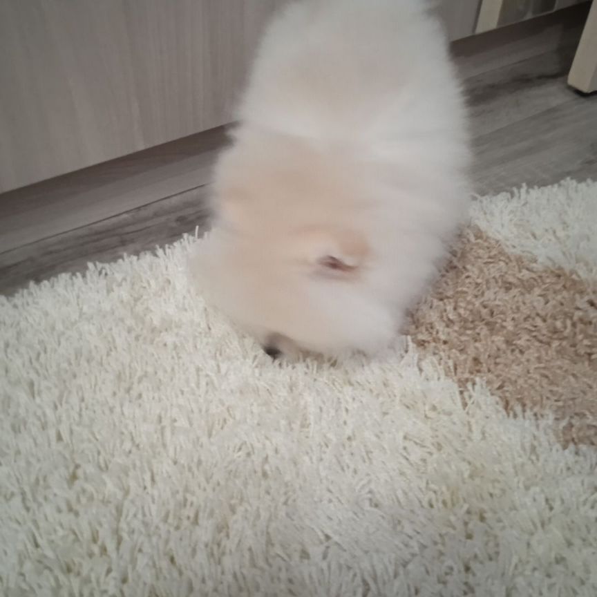 Щенок померанского шпица мальчик