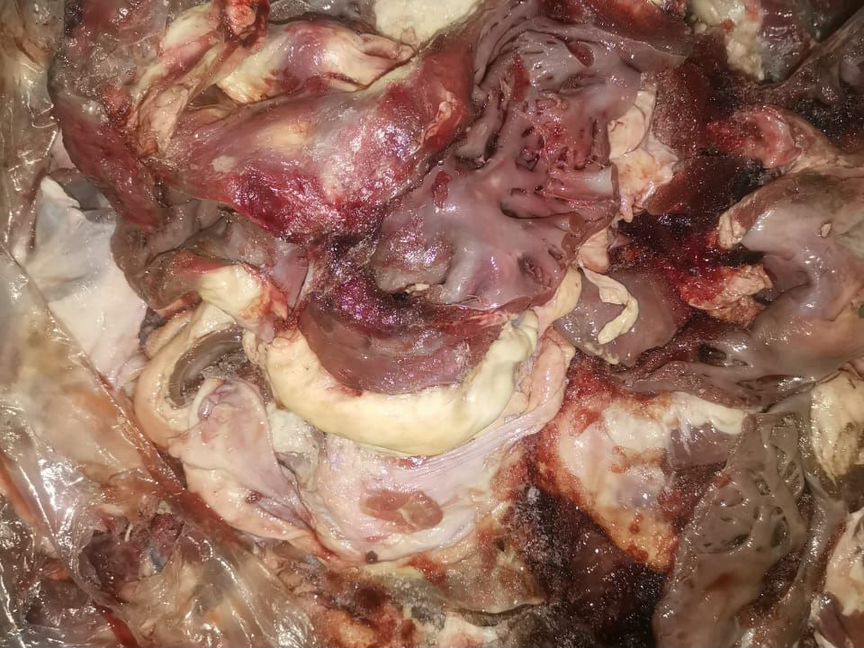 Мясо для собак сао