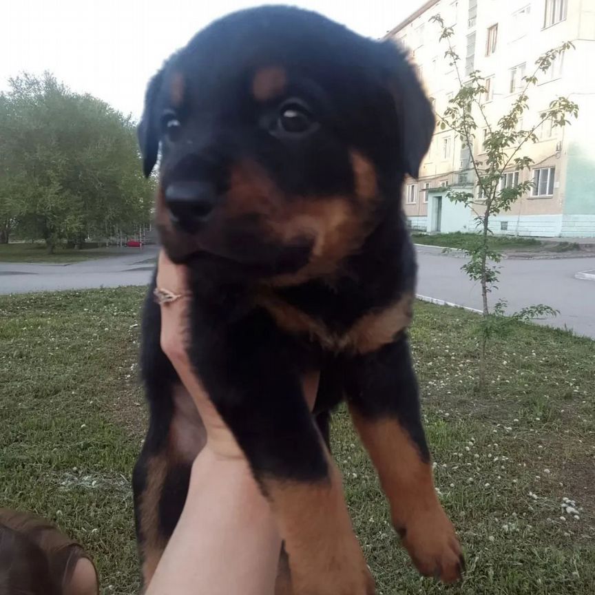 Ротвейлер, щенок