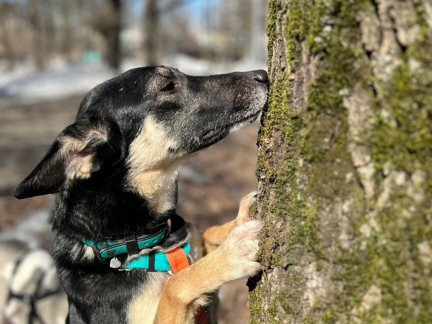 Собака в добрые руки