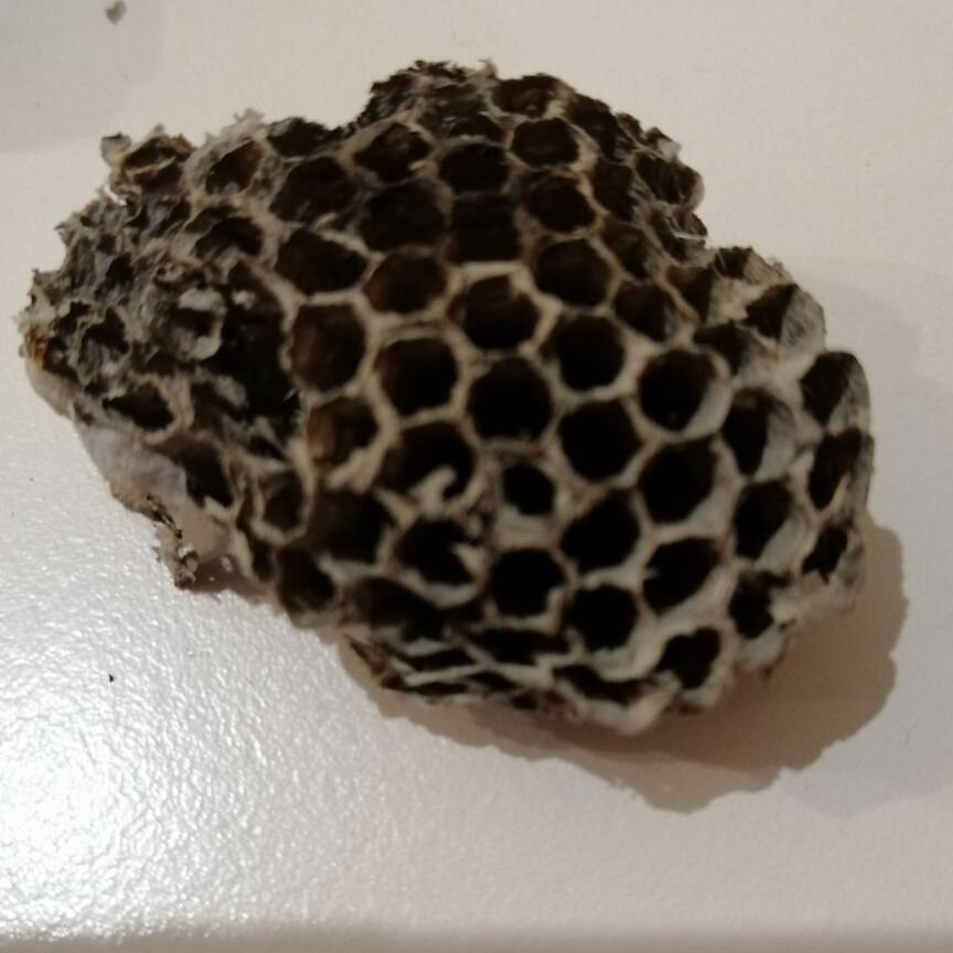 Осинное гнездо улей