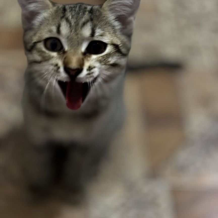 Котенок в добрые руки