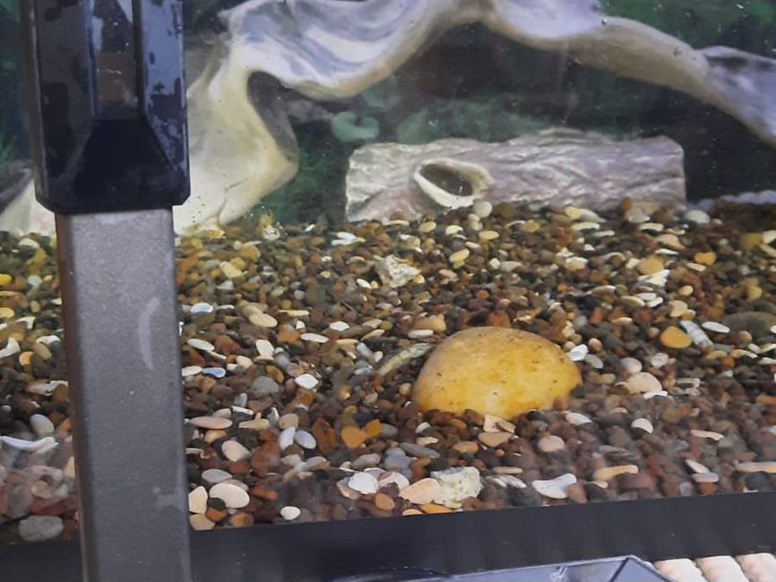 Аквариум, фильтр, терморегулятор, грунт и др