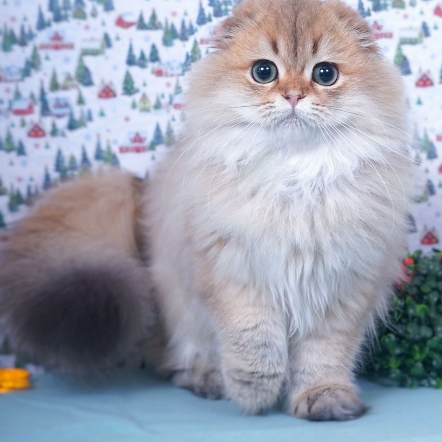 Котята золотая шиншилла