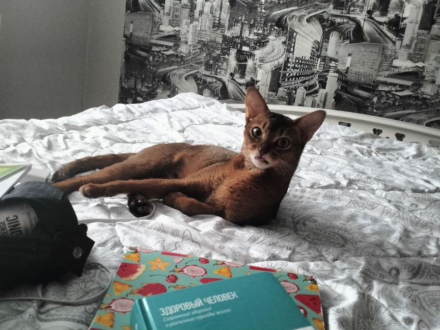 Абиссинская