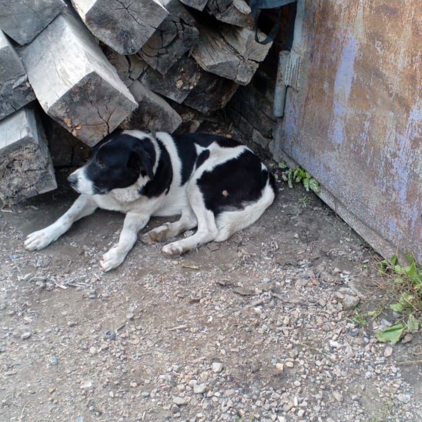 Собака в частный дом