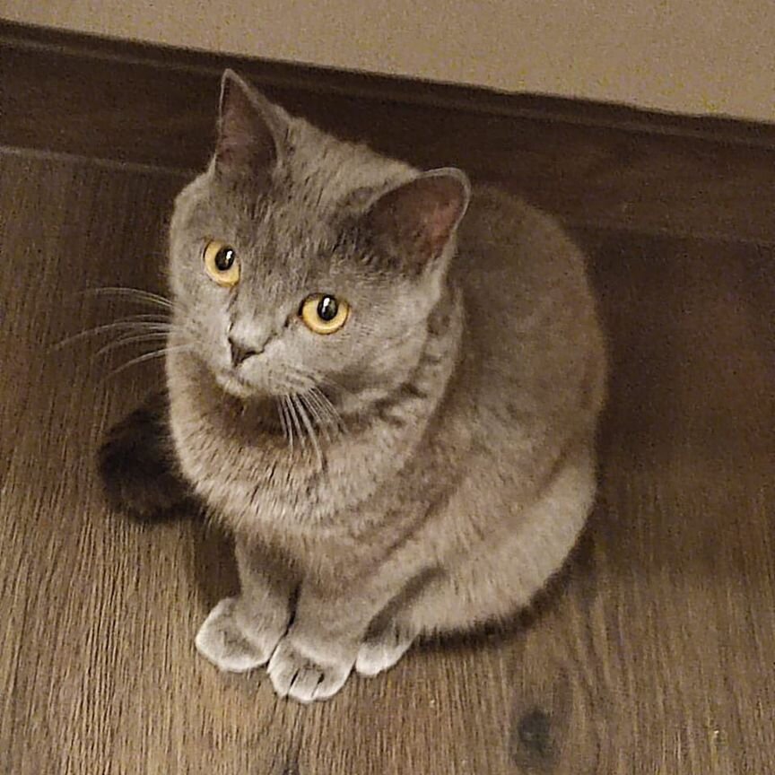 Кошечка Люся