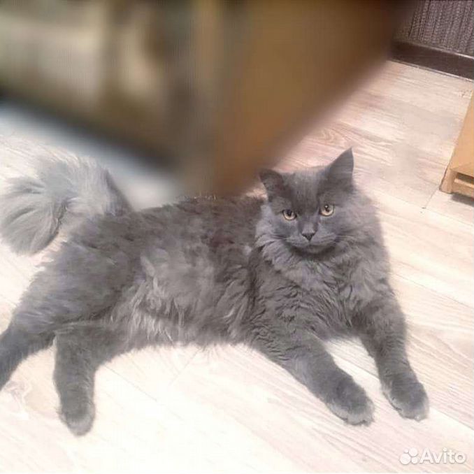 Пушистый кот Дымок в добрые руки