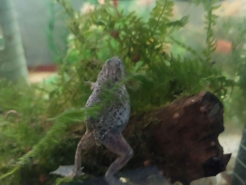 Лягушка аквариумная геминохирус