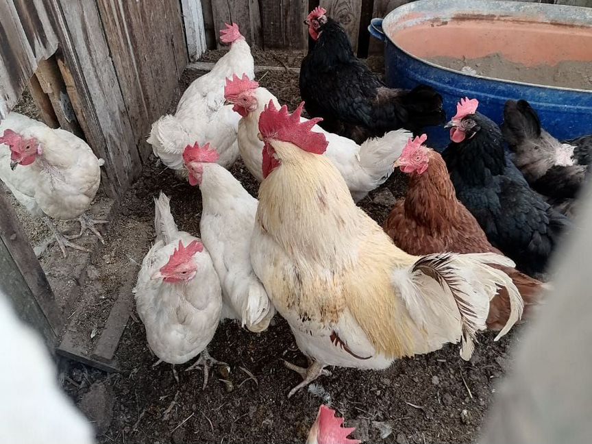 Куры несушки с петухом