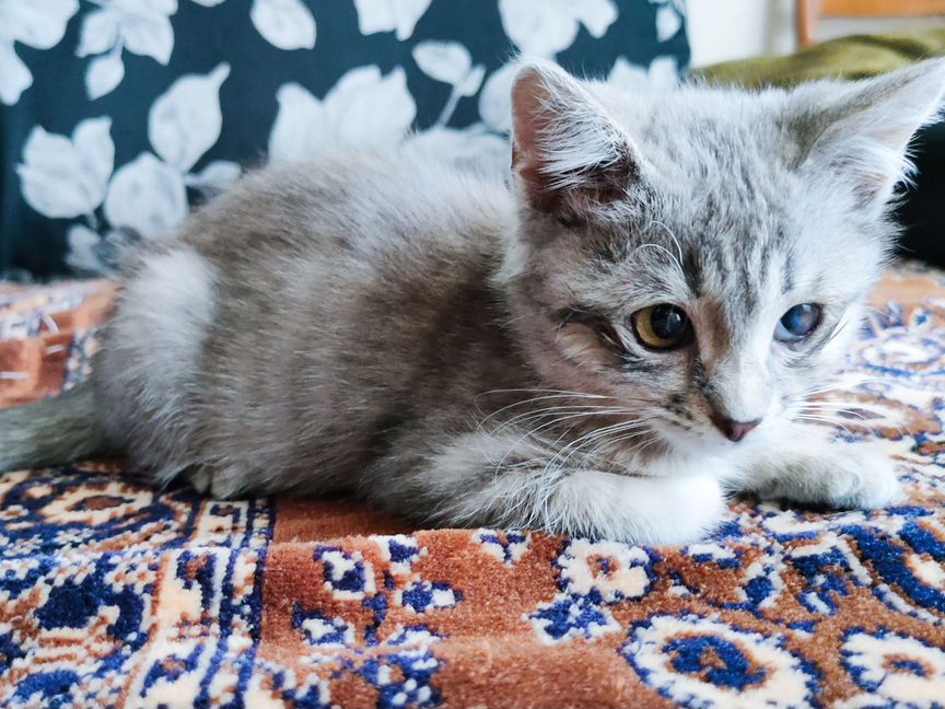 Котенок в добрые руки бесплатно