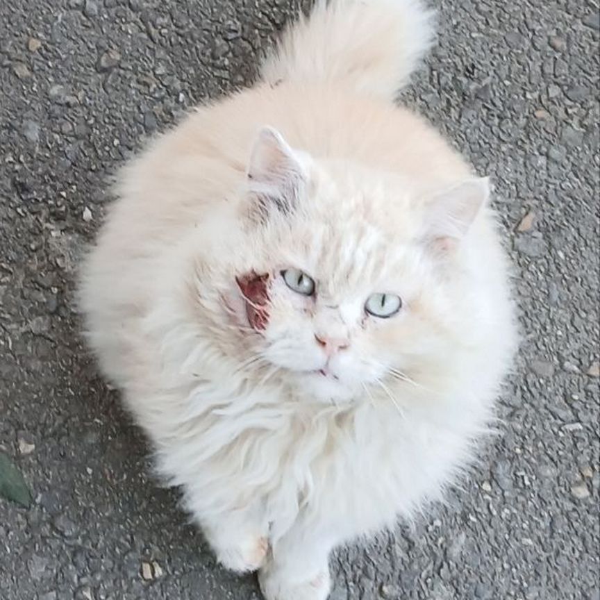 Отдам кота в добрые руки