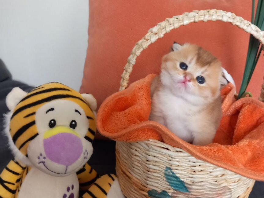 Шотландские котята