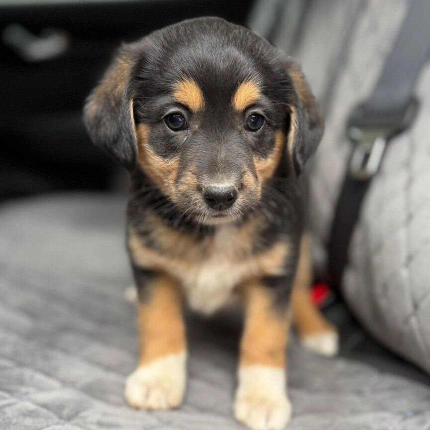 Щенок в добрые руки