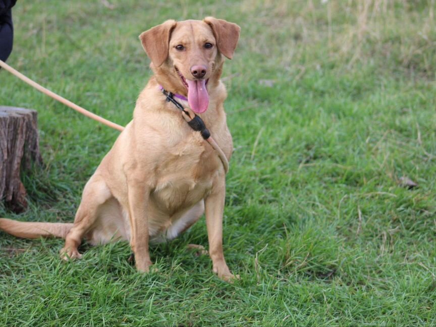 Буся ищет дом