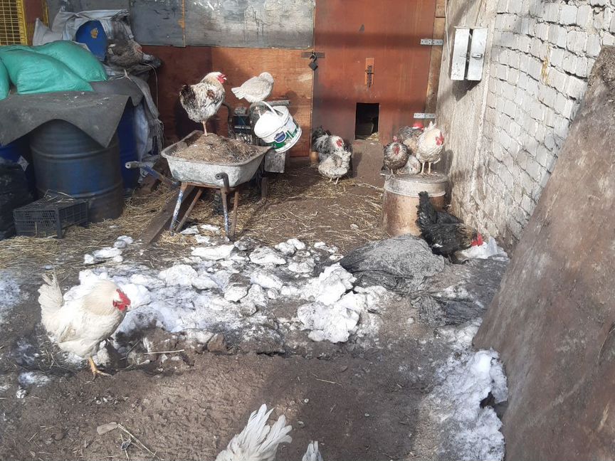 Годовалые петушки