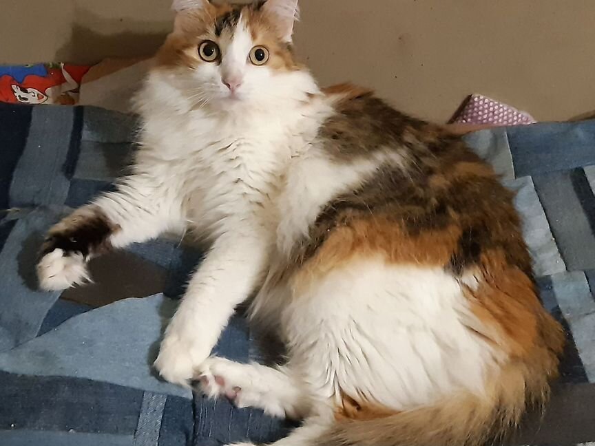 Кошки в добрые руки бесплатно