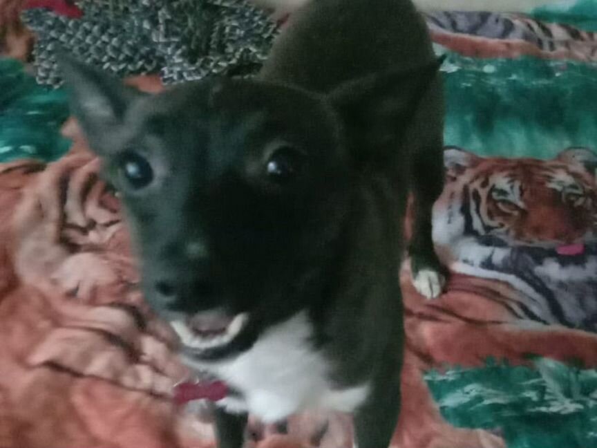 Баффи - маленткая собачка в добрые руки