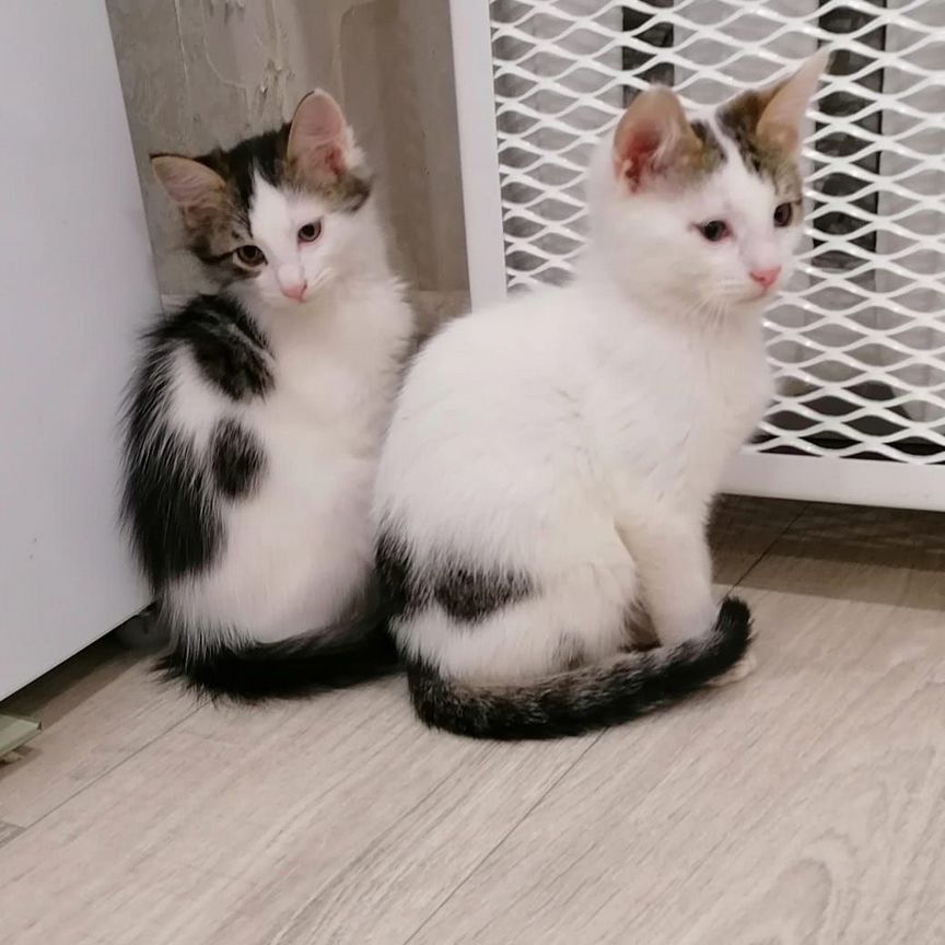 Котята мальчики отдаются в добрые руки