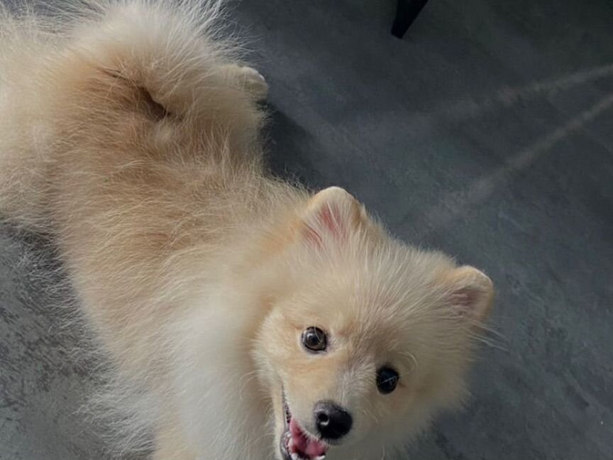 Немецкий шпиц