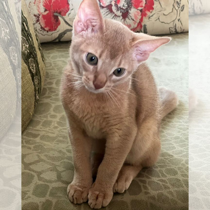 Абиссинский котик