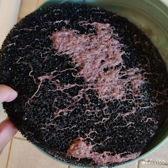 Трубочник Изя