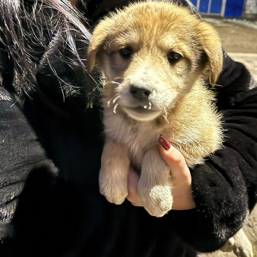 Щенок в добрые руки