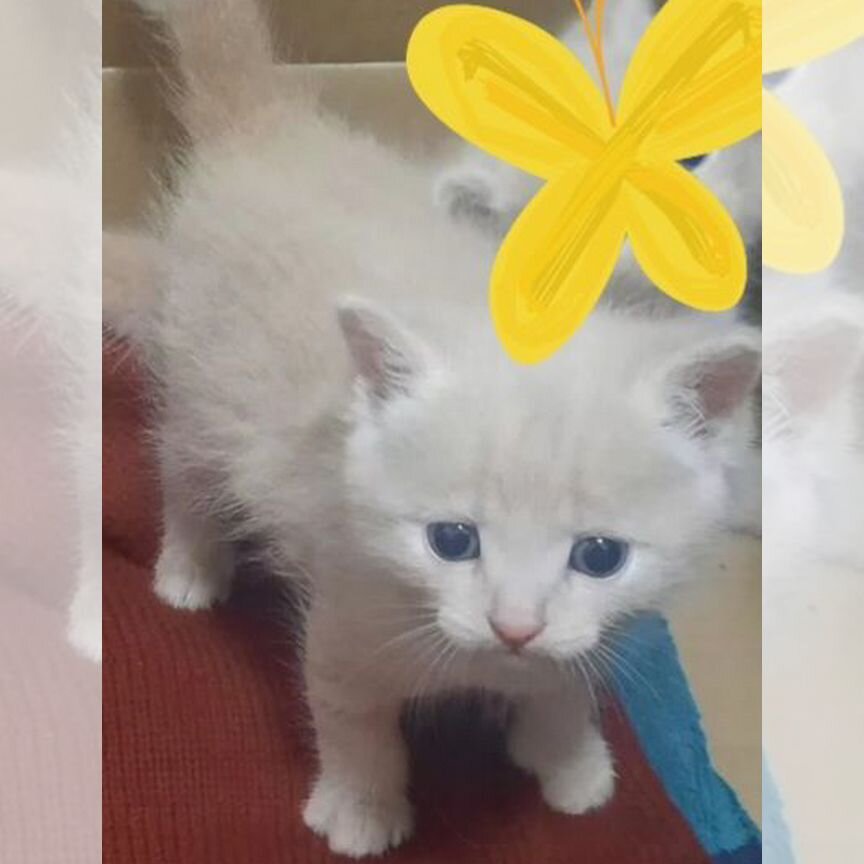 Котёнок в добрые руки