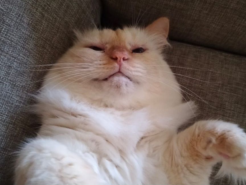 Котик в добрые руки