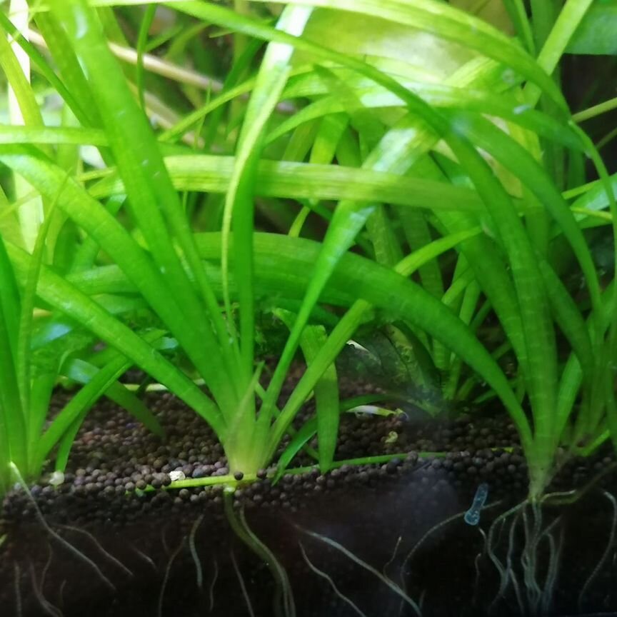 Сагиттария