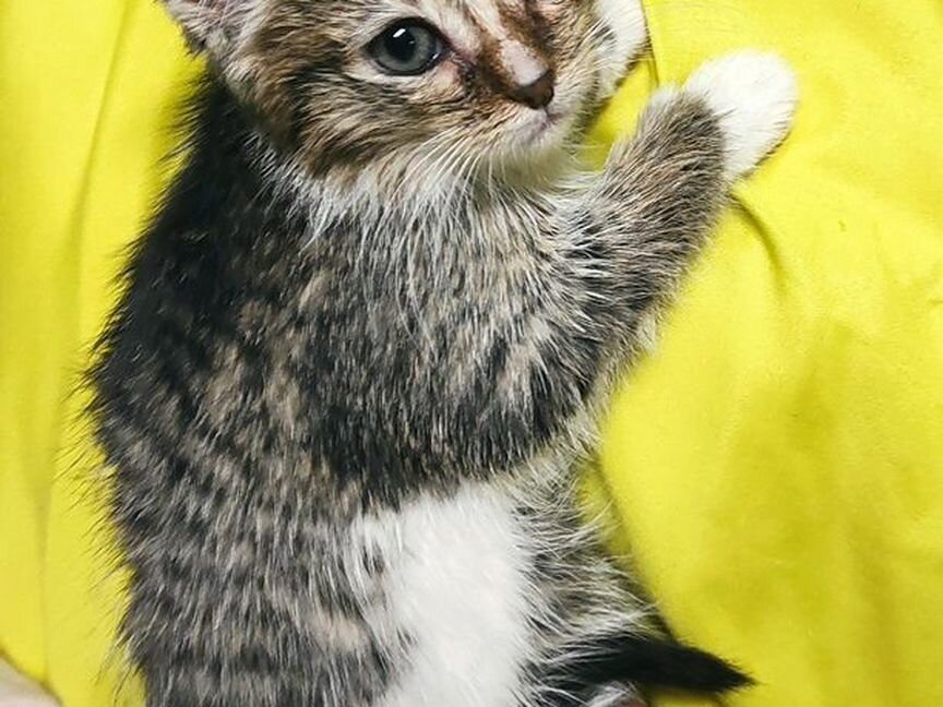 Малыши без мамки 1,5 мес. черныш и два полосатика