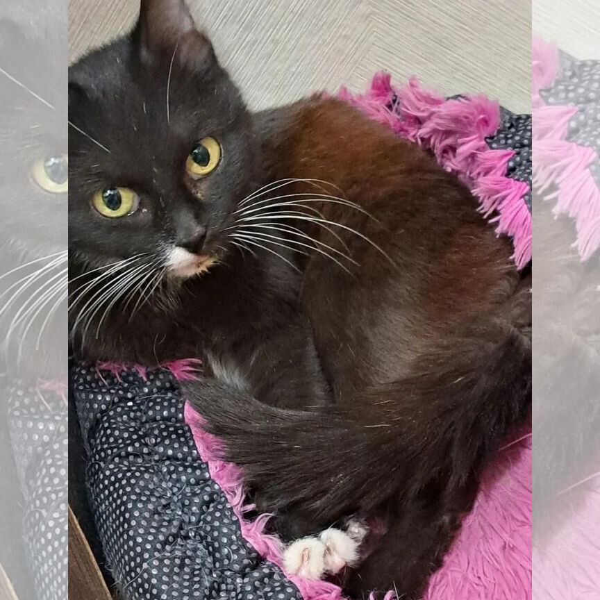 Взрослая, кошка в добрые руки